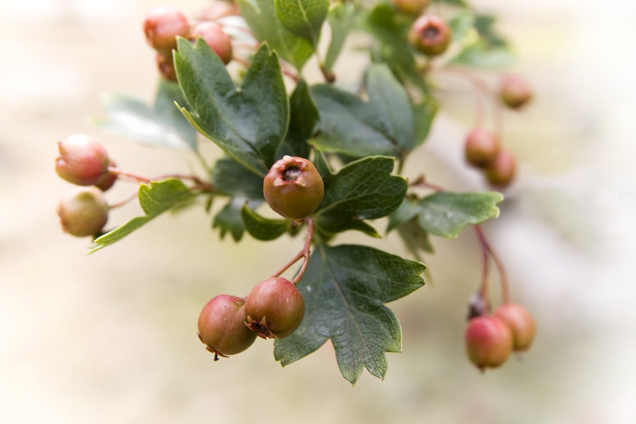 Hloh | Časopis ROOTS...