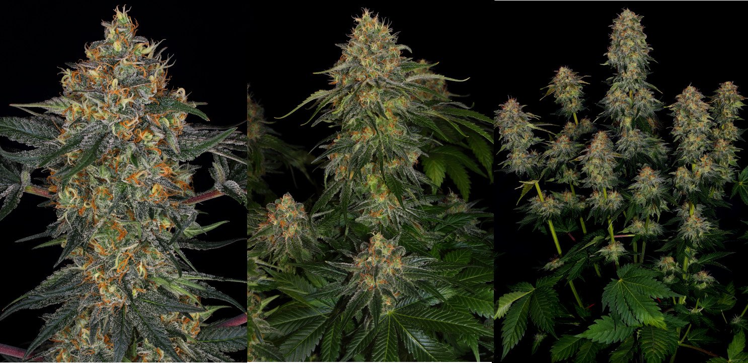 Moby Dick Auto | Časopis ROOTS...